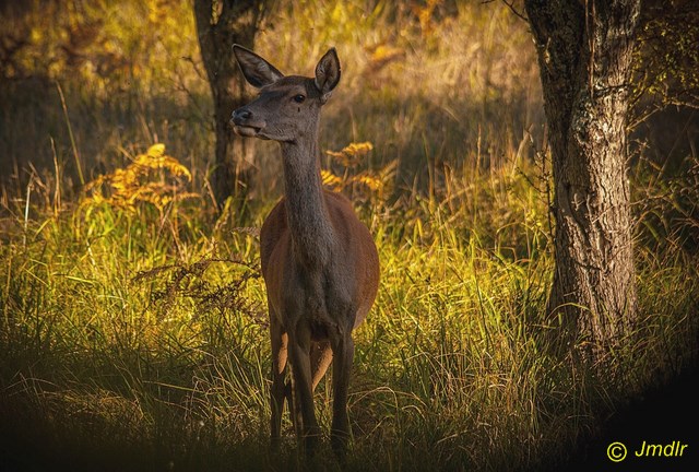 Faune et chasse: le Cerf élaphe - Fédérations des Chasseurs des Alpes ...