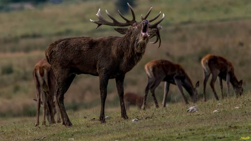 Faune et chasse: le Cerf élaphe - Fédérations des Chasseurs des Alpes ...