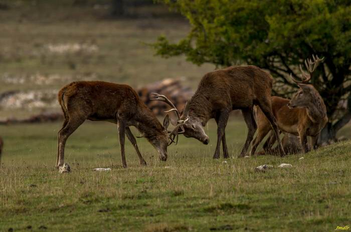Faune et chasse: le Cerf élaphe - Fédérations des Chasseurs des Alpes ...