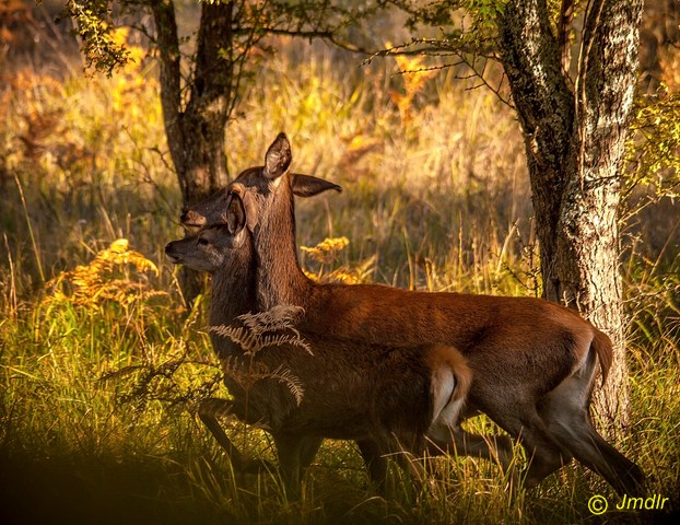 Faune et chasse: le Cerf élaphe - Fédérations des Chasseurs des Alpes ...
