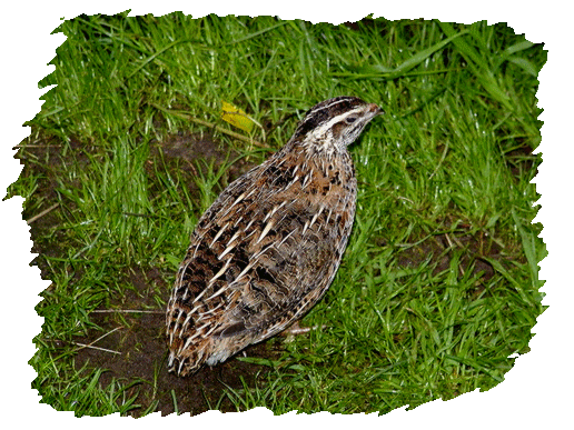 Faune et chasse: la caille des blés - Fédérations des Chasseurs des ...